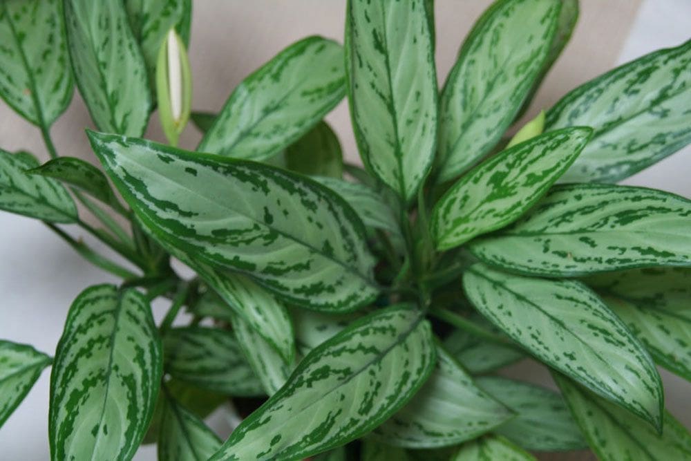 Aglaonema modestum ‘Argenté – ByNature Design