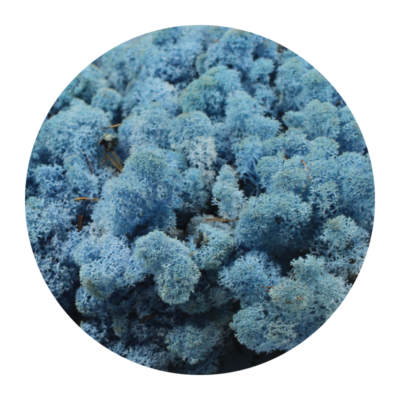 Preserved Reindeer Moss | ByNature Design