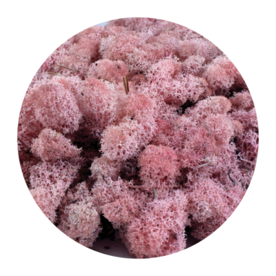 Preserved Reindeer Moss | ByNature Design