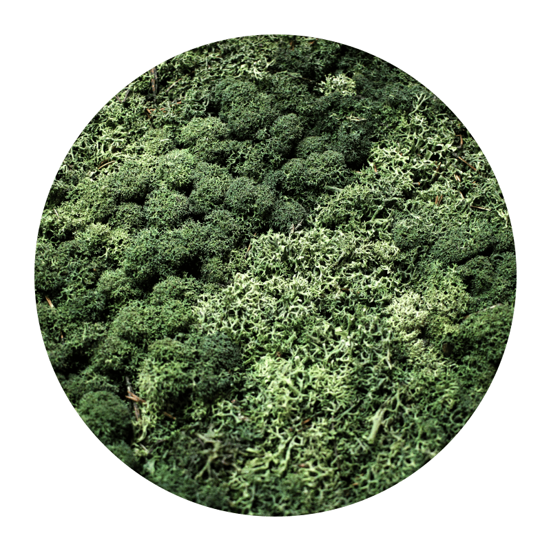 Preserved Reindeer Moss | ByNature Design