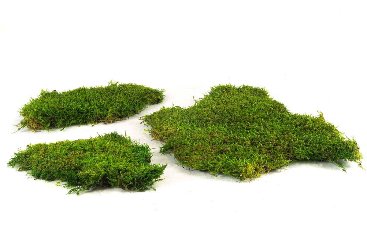 Preserved Sheet Moss | ByNature Design