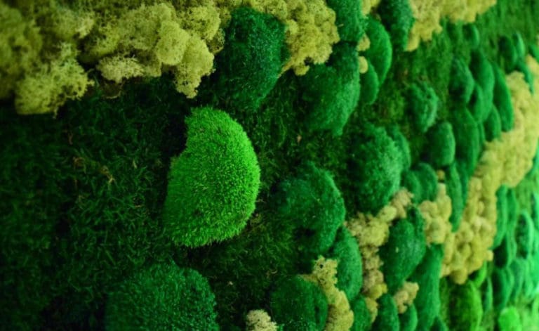 Preserved Mixed Moss Walls | ByNature Design