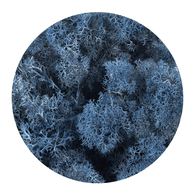 Preserved Reindeer Moss | ByNature Design